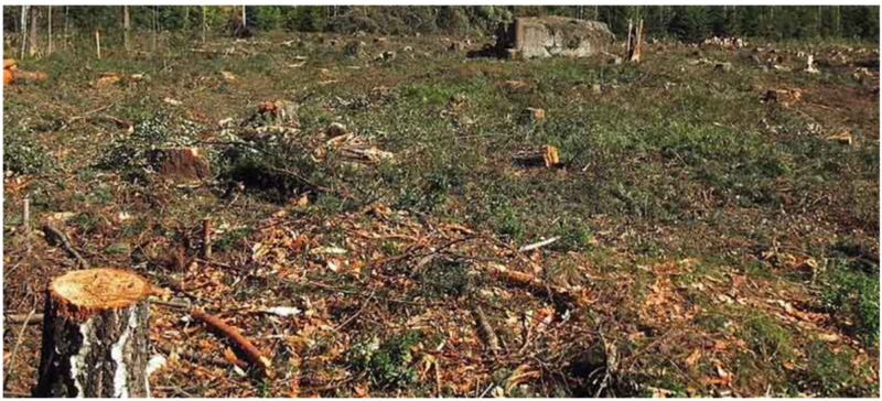 Climate Change and Deforestation: A Dangerous Warning - SLSV - A global ...